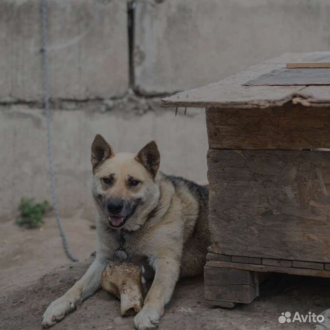 Метис овчарки в отлове. Заберите его домой
