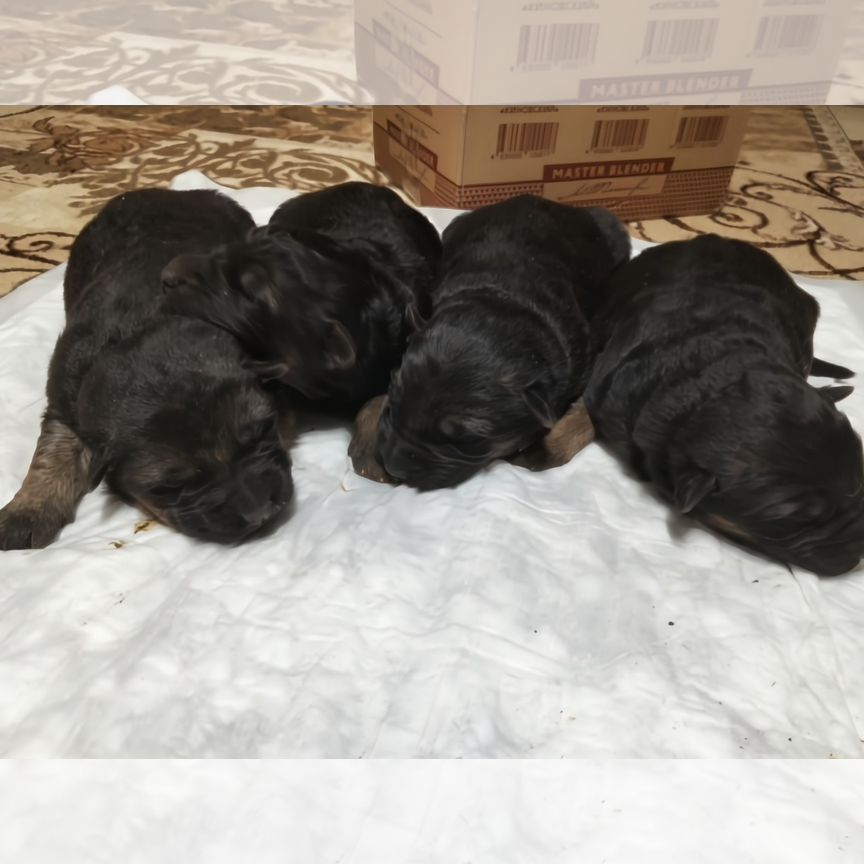 Немецкая овчарка, щенок