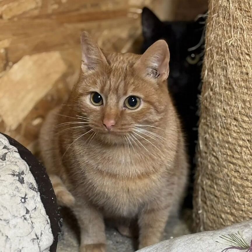 Взрослая, кошка в добрые руки