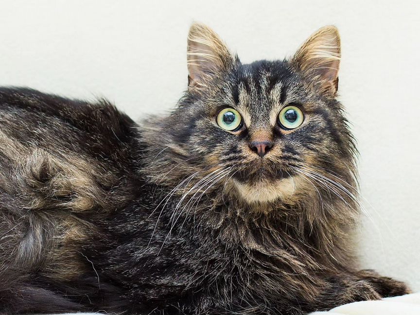 Сибирский котик в добрые руки