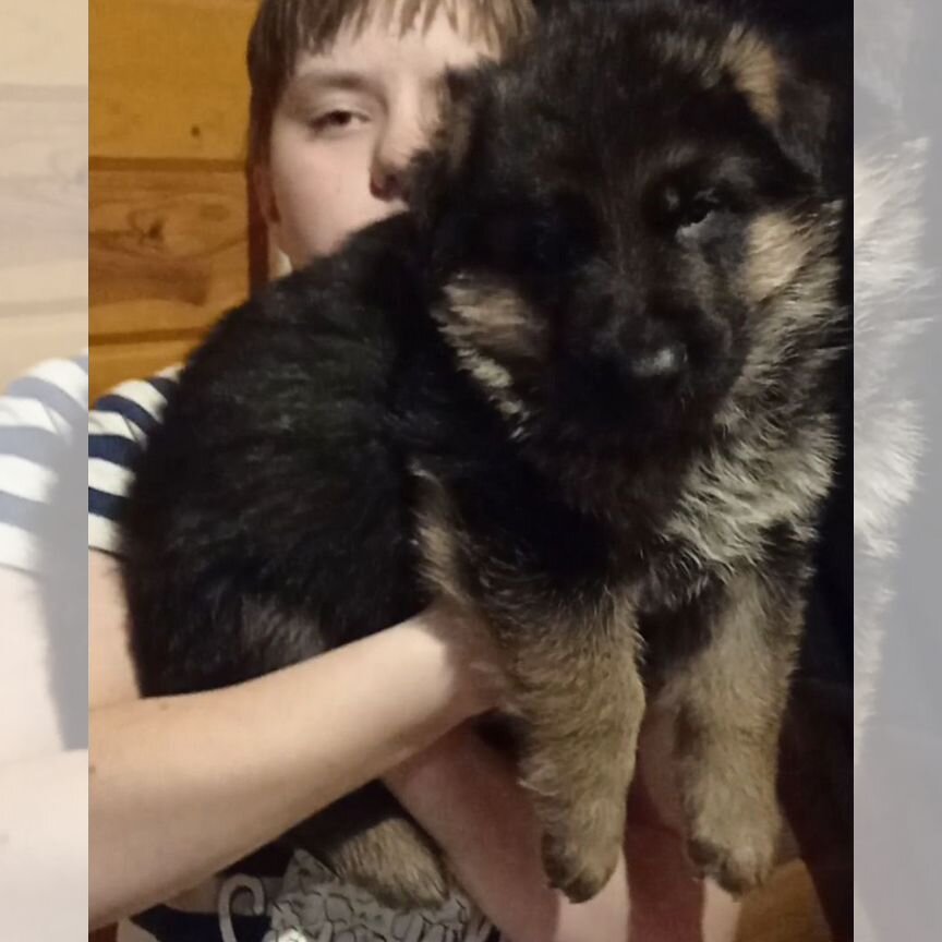 Мощный немец