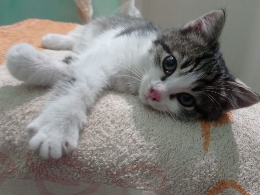 Котенок ласковый любознательный активный