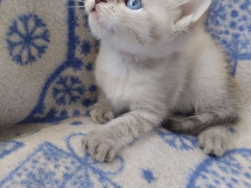 Кошка короткошерстная британская