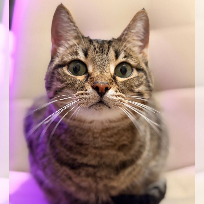 Взрослая, Девочка кошка в добрые руки