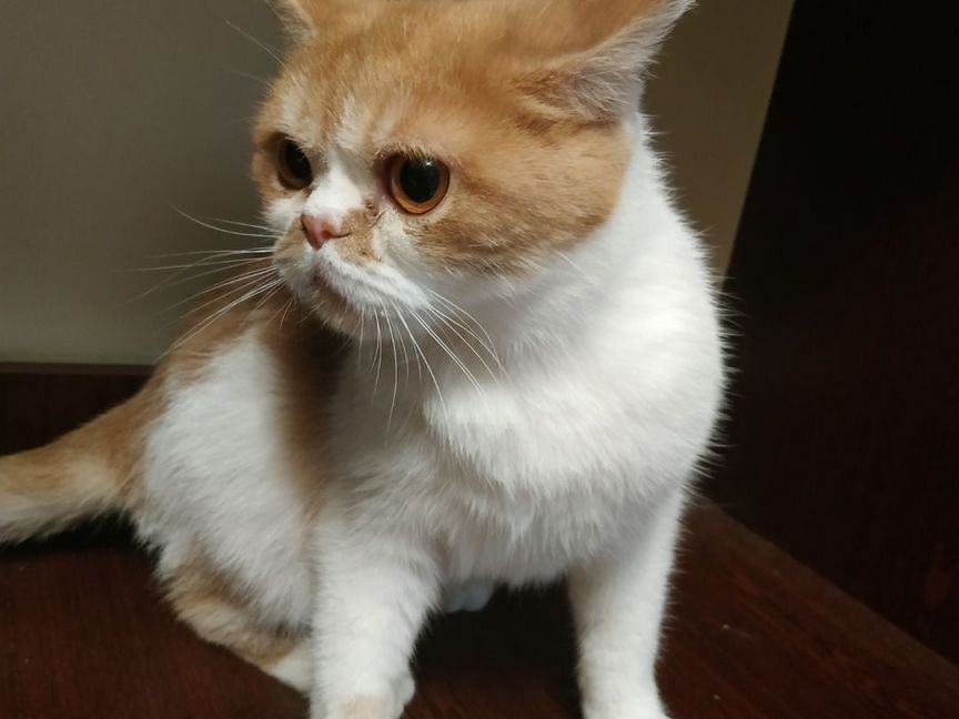 Молодая кошечка Злата