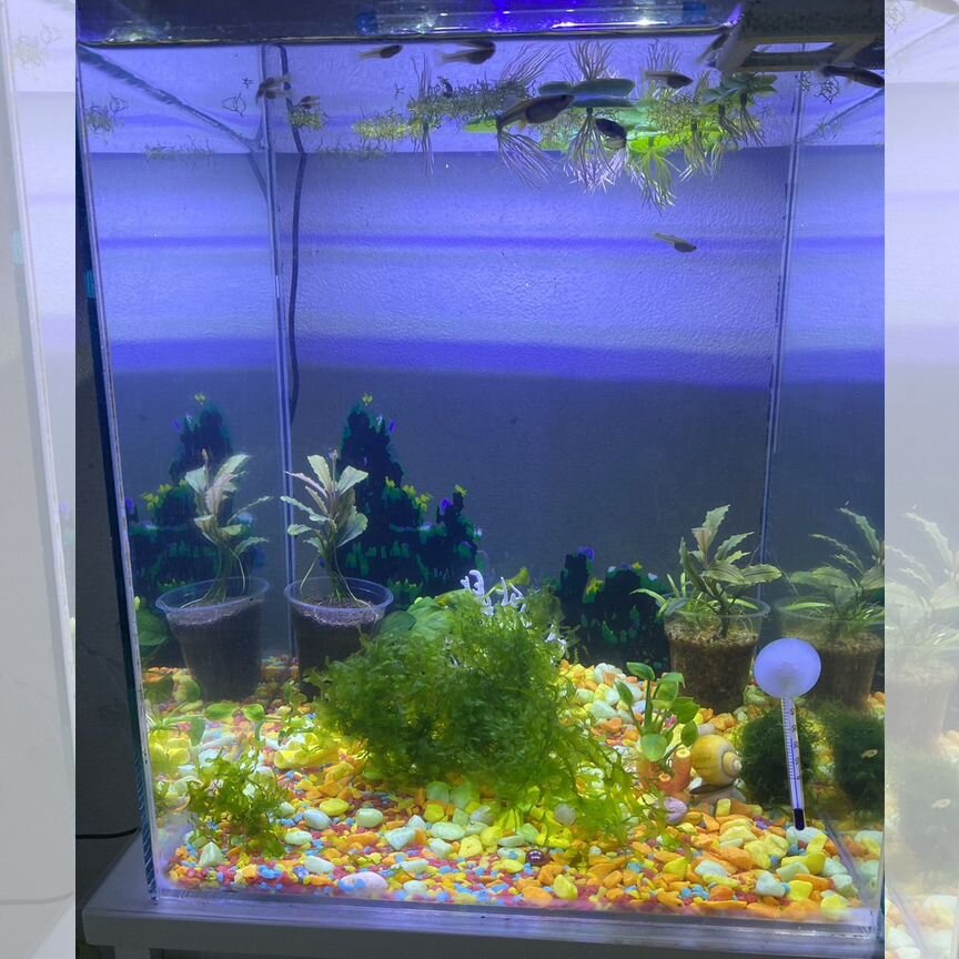 Аквариум с рыбками