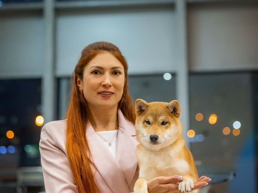 Сиба щенки на продажу