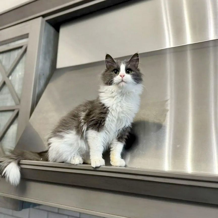 Котёнок в добрые руки