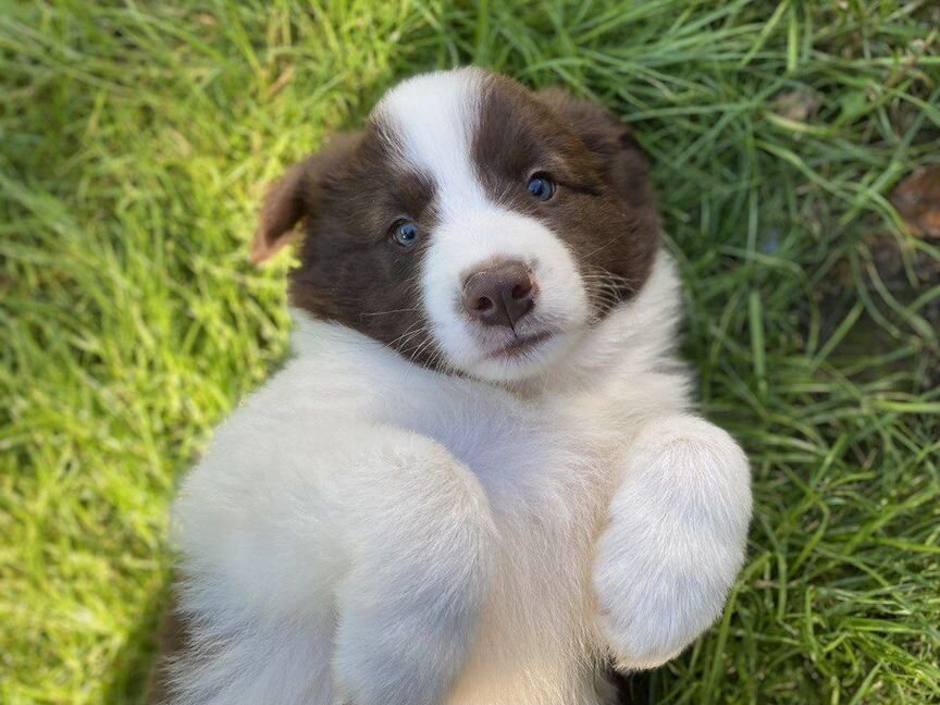 Бордер колли Малыши жду вашего решения