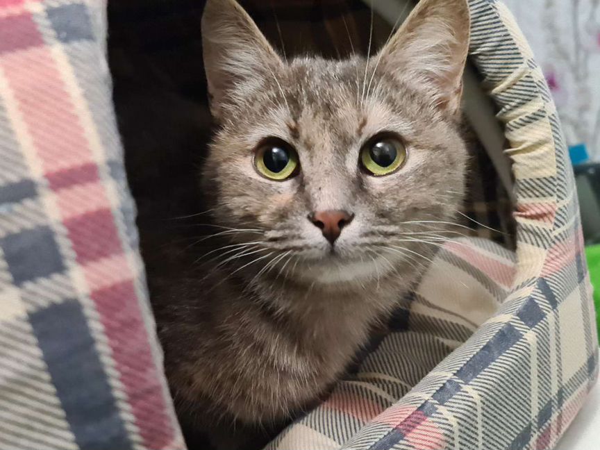 Самая обычная кошечка Мышка. Стерилизована