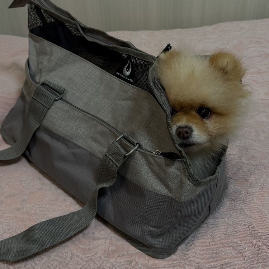 Сумка переноска для маленьких собак