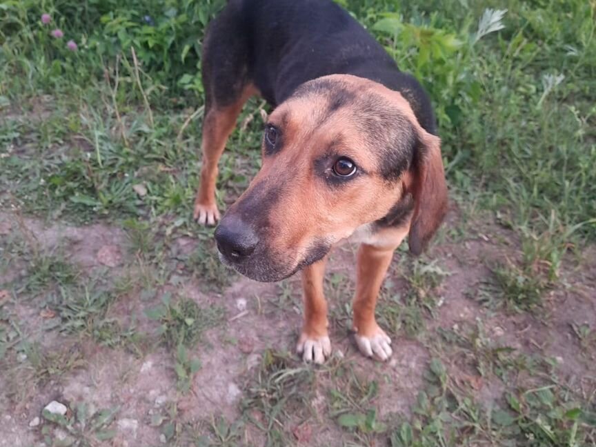 Собака в добрые руки