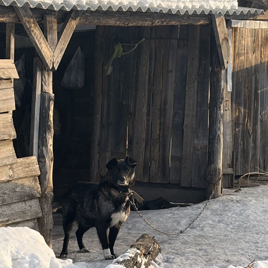 Взрослая собака в добрые руки