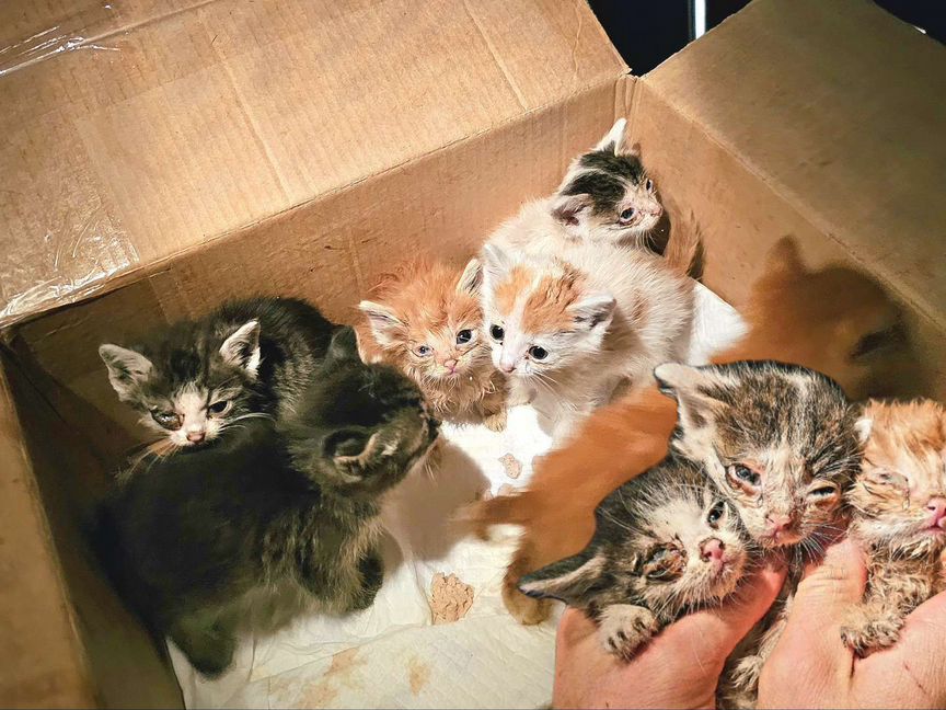 Котята подобраны на улице Ищут дом Привезем