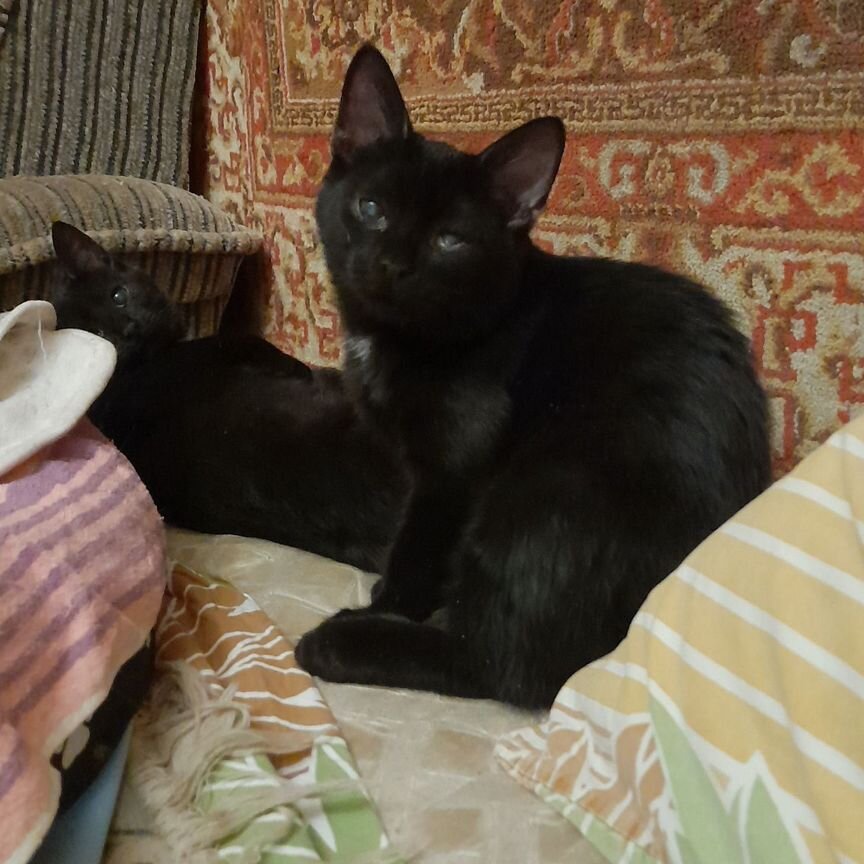 Котята в добрые руки приучены к лотку