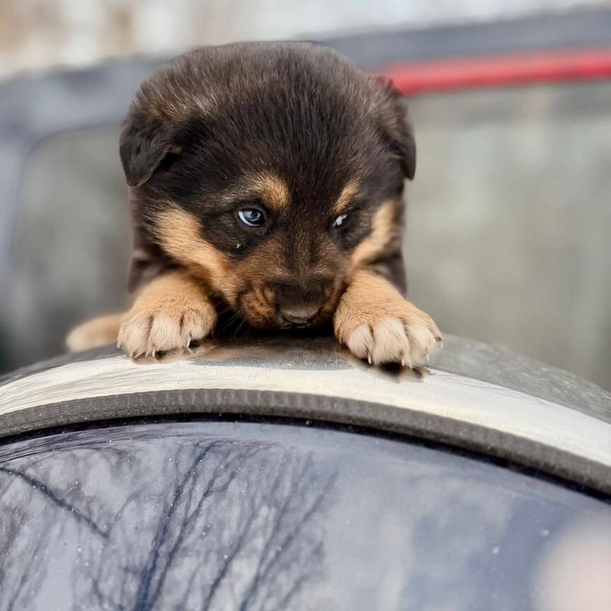 Девочка 1.5 мес