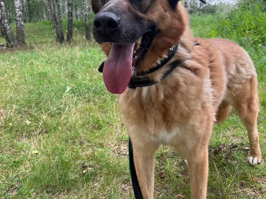 Собака в добрые руки