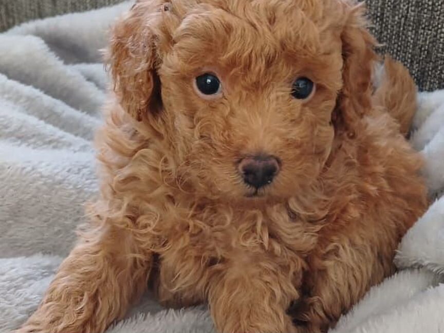 Той-пудель щенки