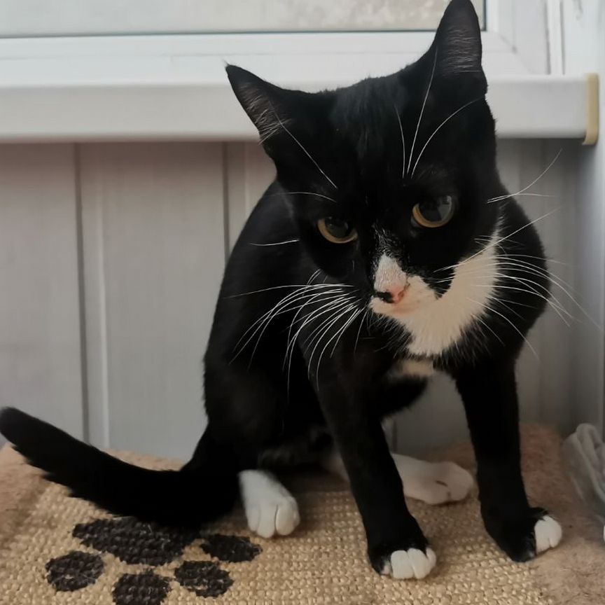 Скромный и нежный которебенок