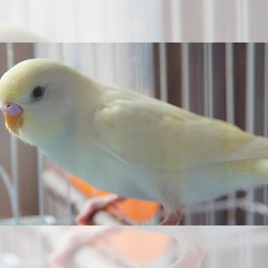 Волнистый попугай