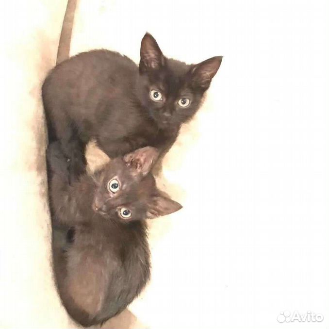 Котята Бомбей, бурма, русская голубая