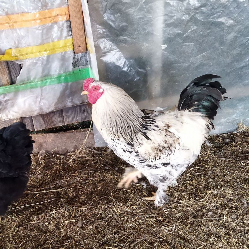 Петух брама,и петух бетнамки