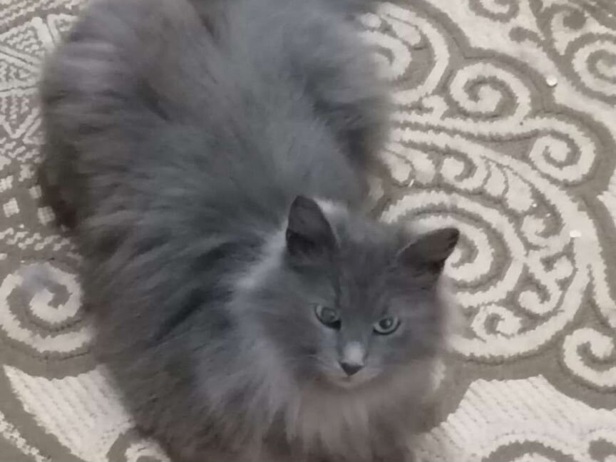 Бася Нибелунг стерилизованная