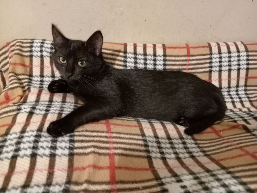 Котенок мальчик в заботливые руки