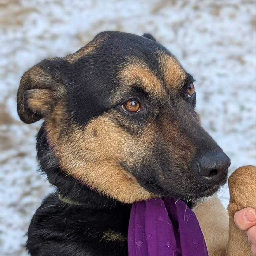 Взрослая собака в добрые руки