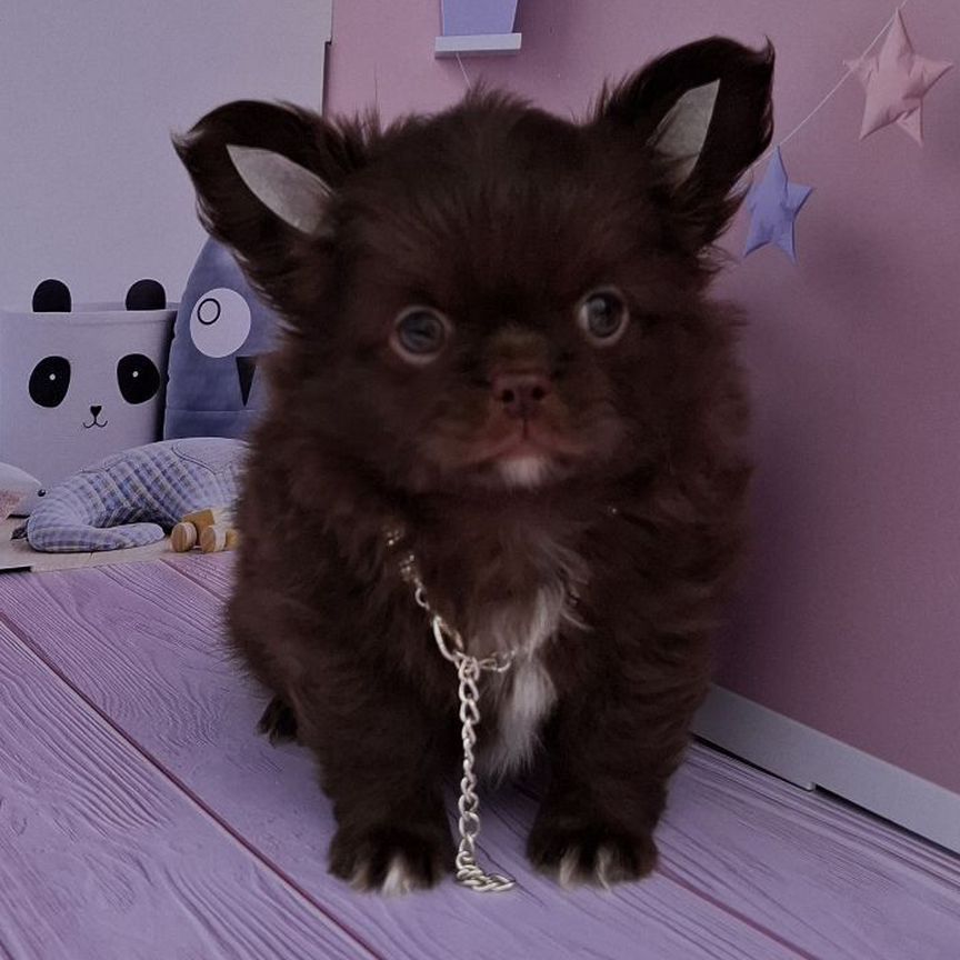 Шоколадный мальчик