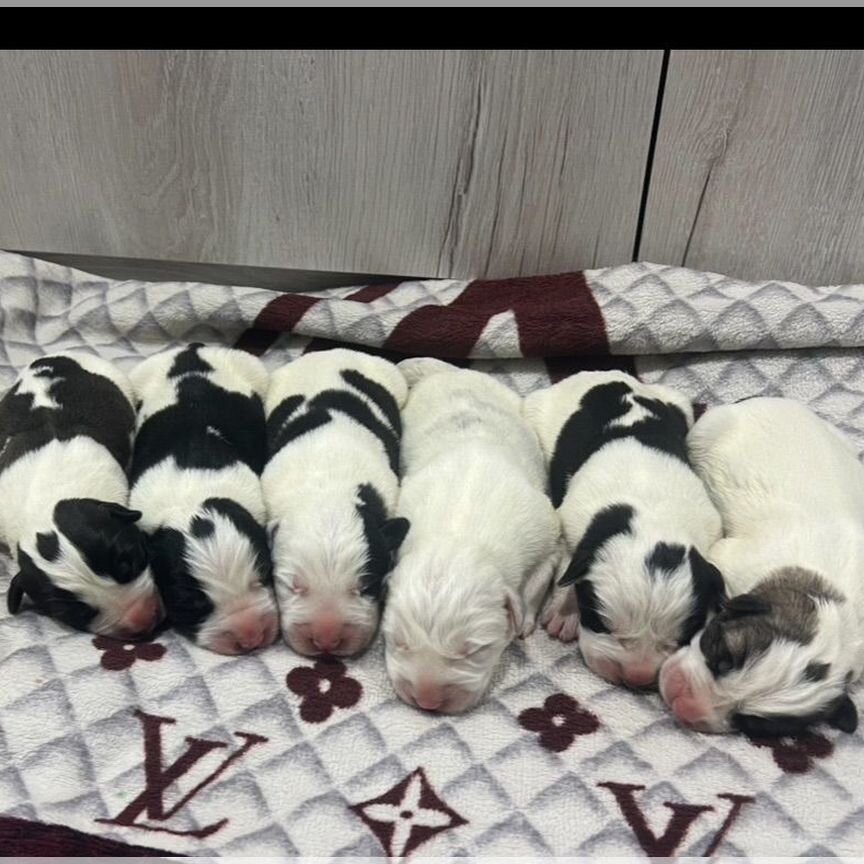 Среднеазиатская овчарка, щенок