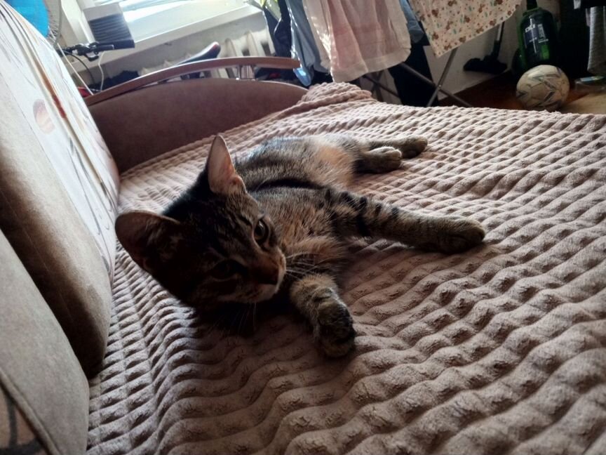 Котята