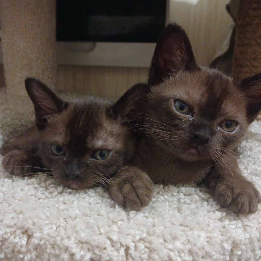 Европейский бурманский котёнок