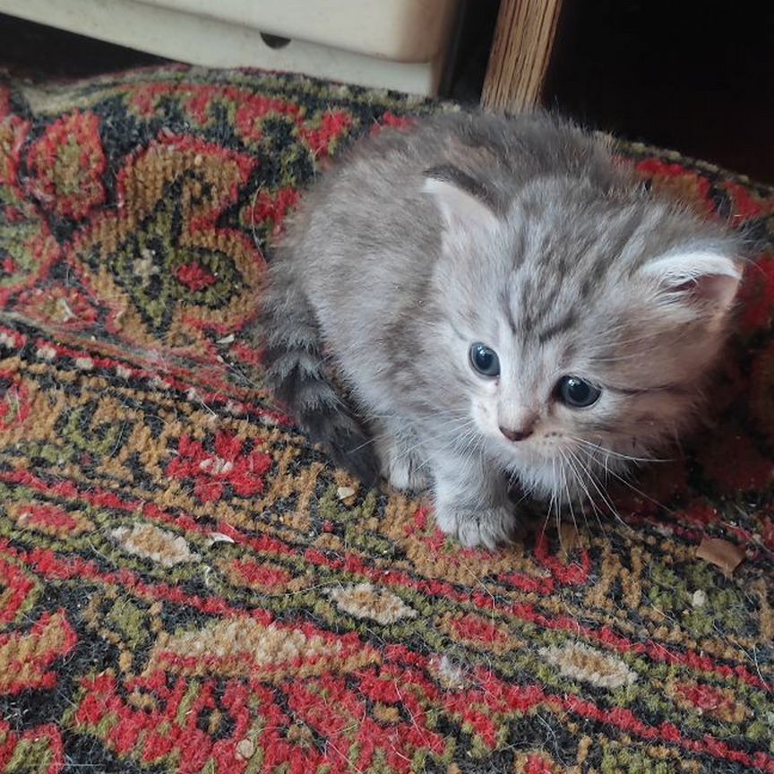 Котята в добрые руки смесь с бенгалом