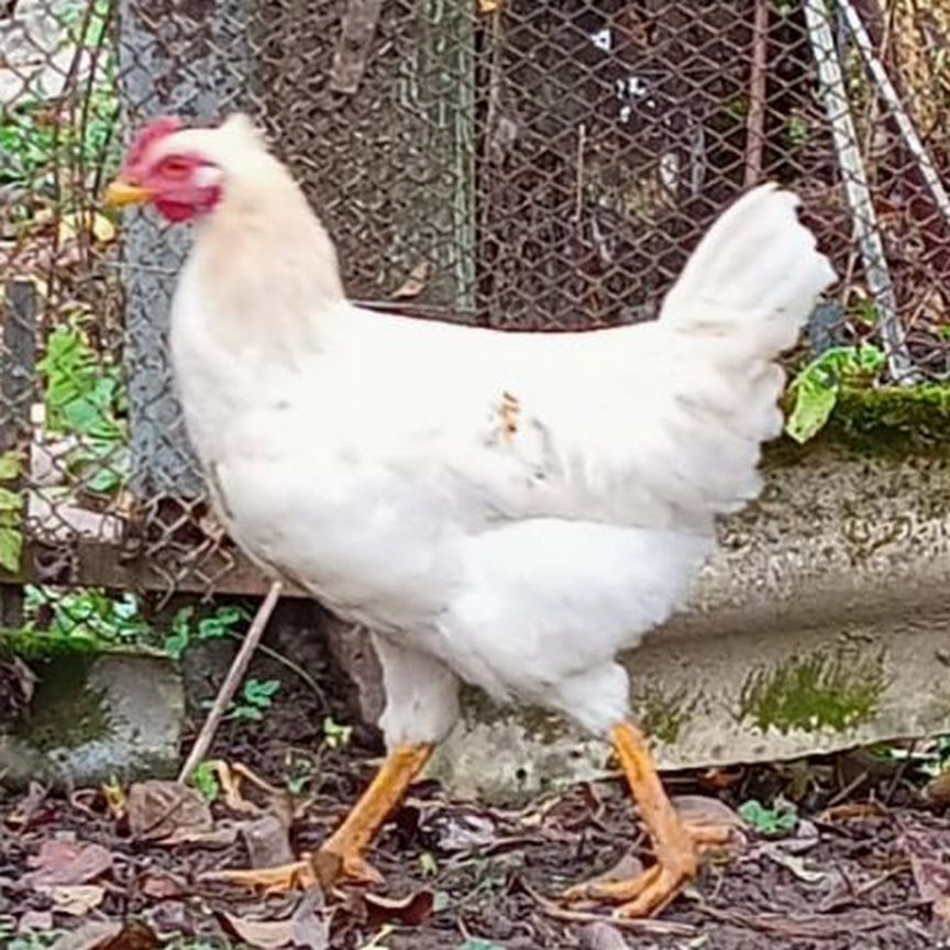 Молодые петухи