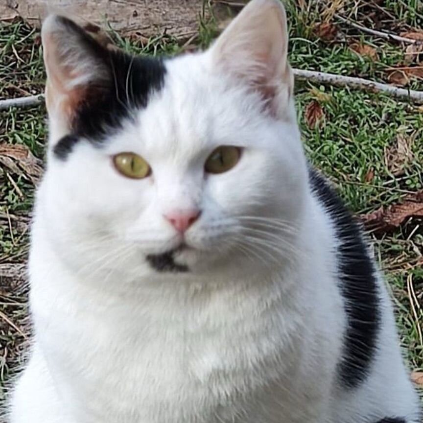 Кошечка 9 месяцев