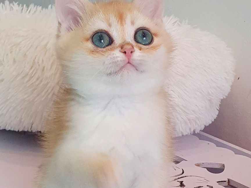 Золотой котик с огромными глазами