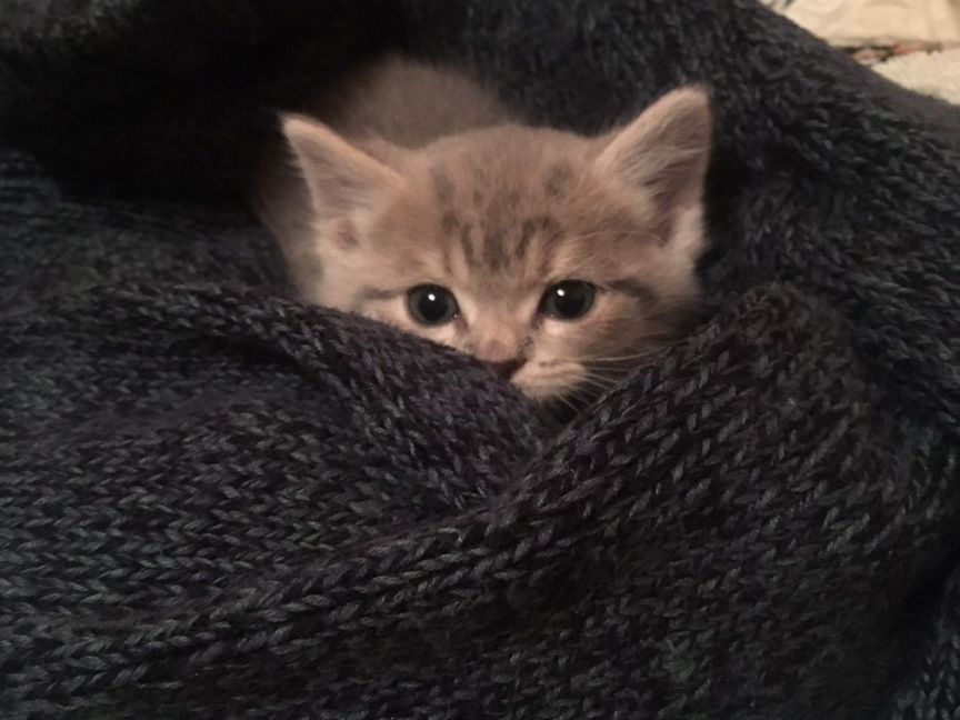 Продам котенка шотландская прямоухая