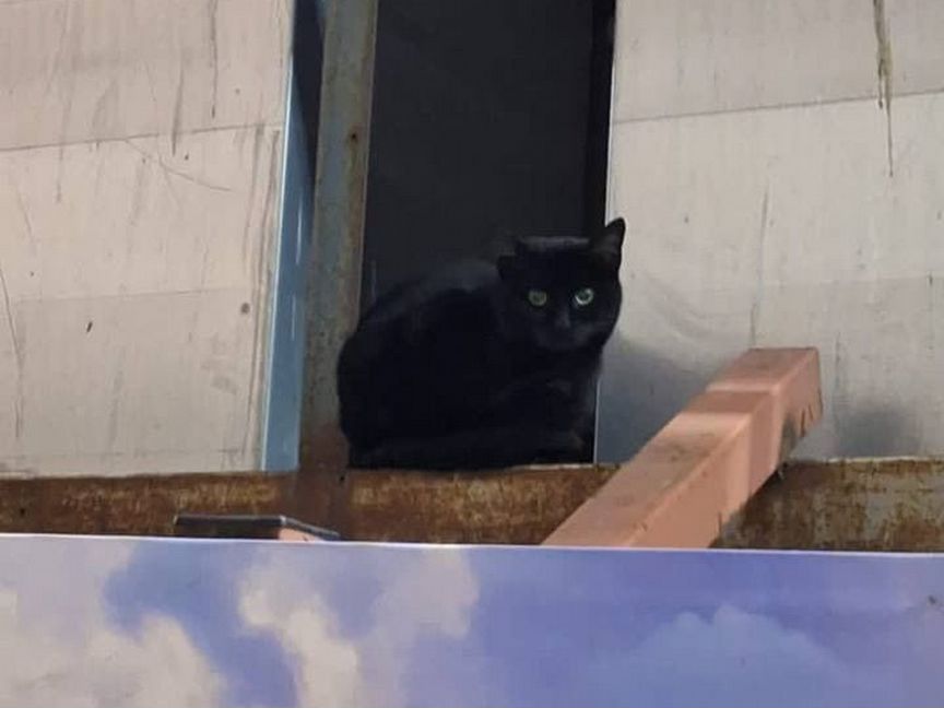 Одинокий котик подросток около сто