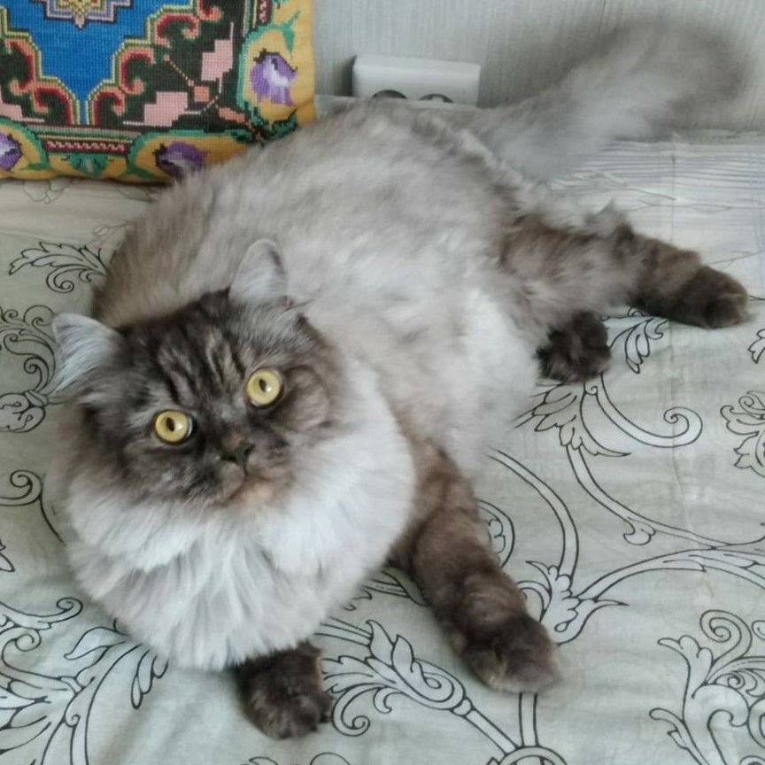 Котик британ длинношерстный в добрые руки