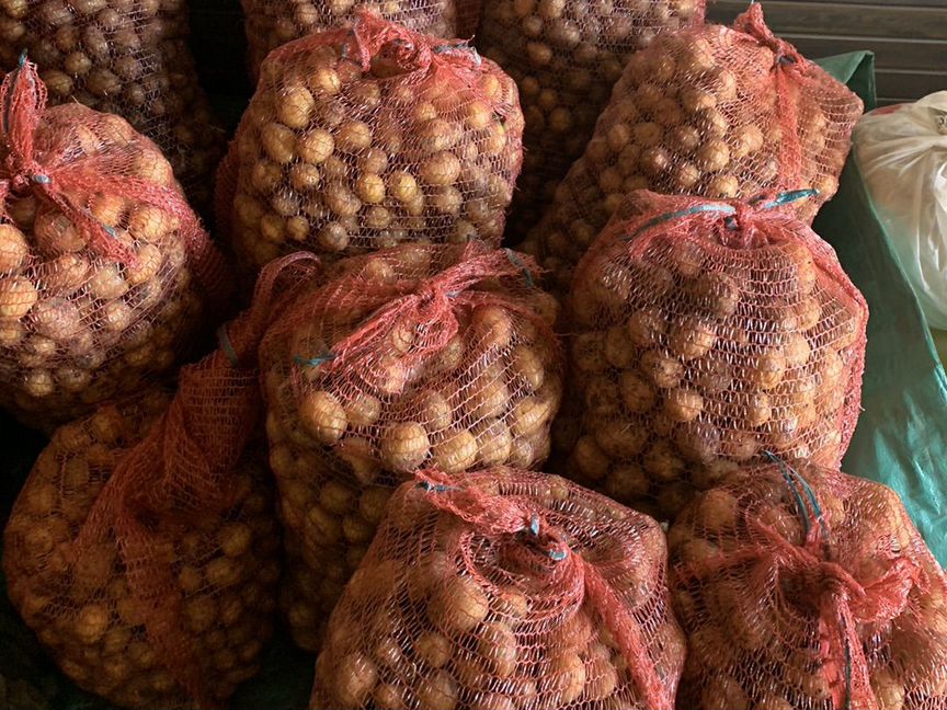 Картофель кормовой