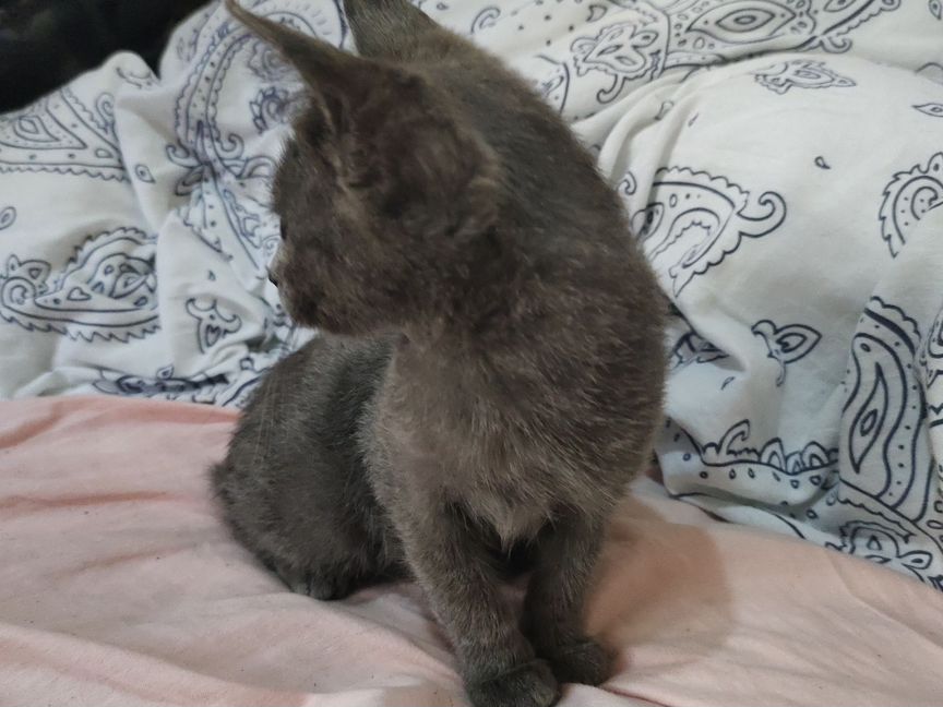 Кошечка в добрые руки