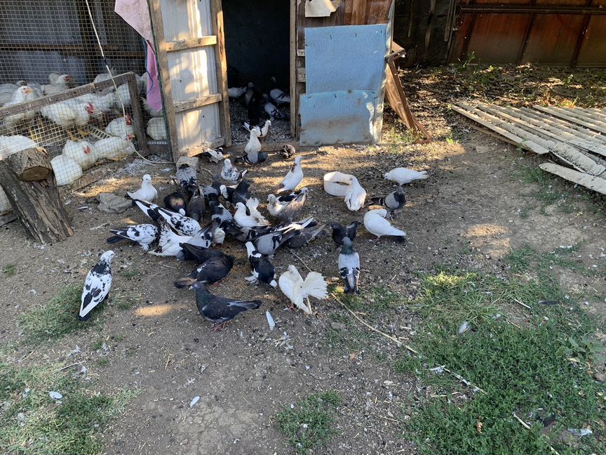 Продам голубей