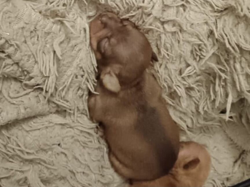 Продам, мини тойчика