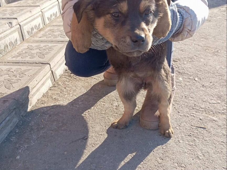 Щенки