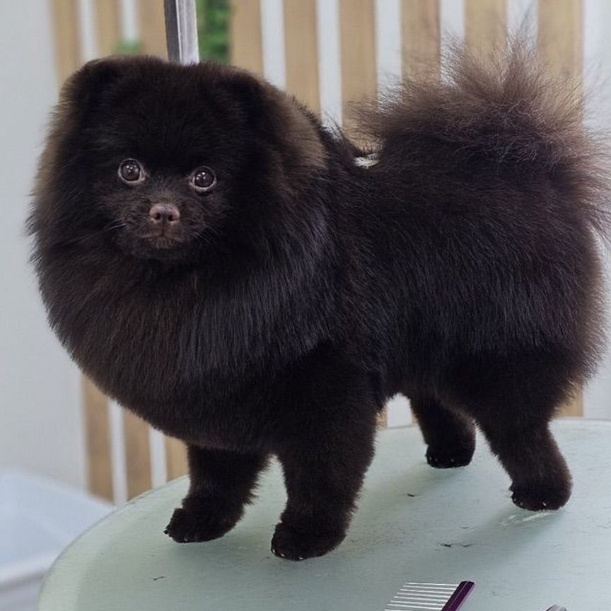 Померанский шпиц, взрослый пёс