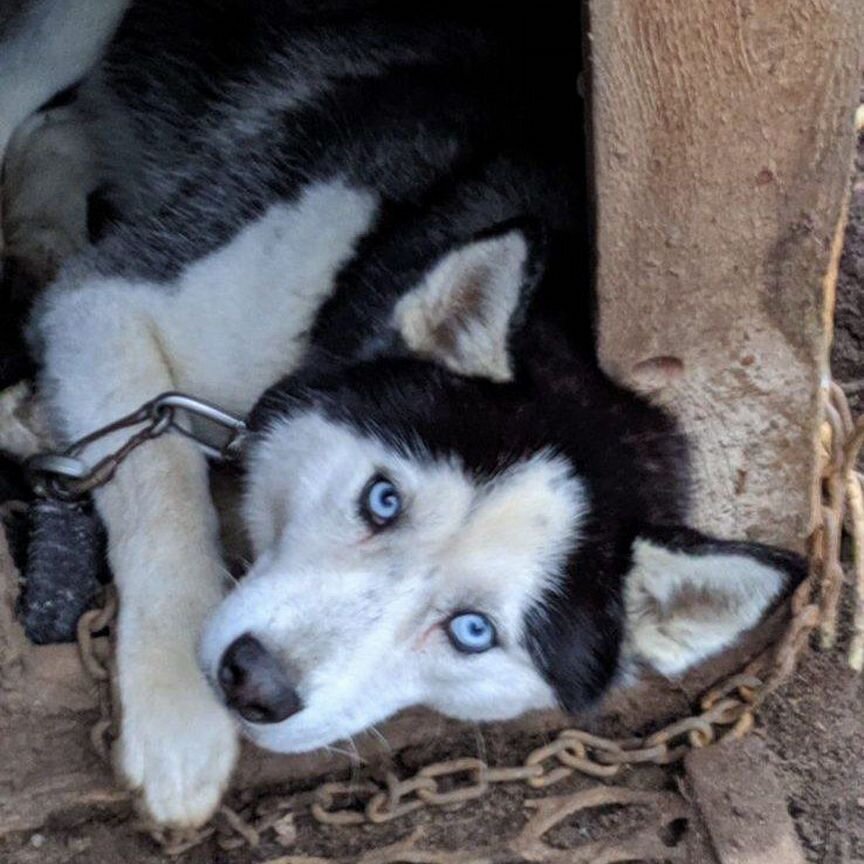 Сибирский хаски