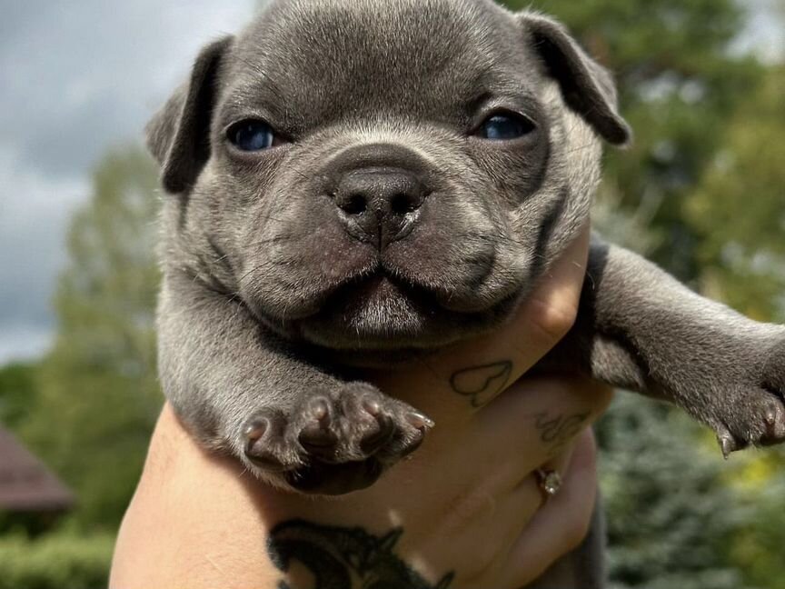 Американский булли