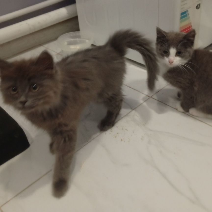 Котята в добрые руки бесплатно