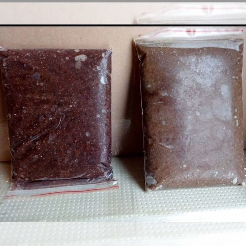 Мотыль замороженный